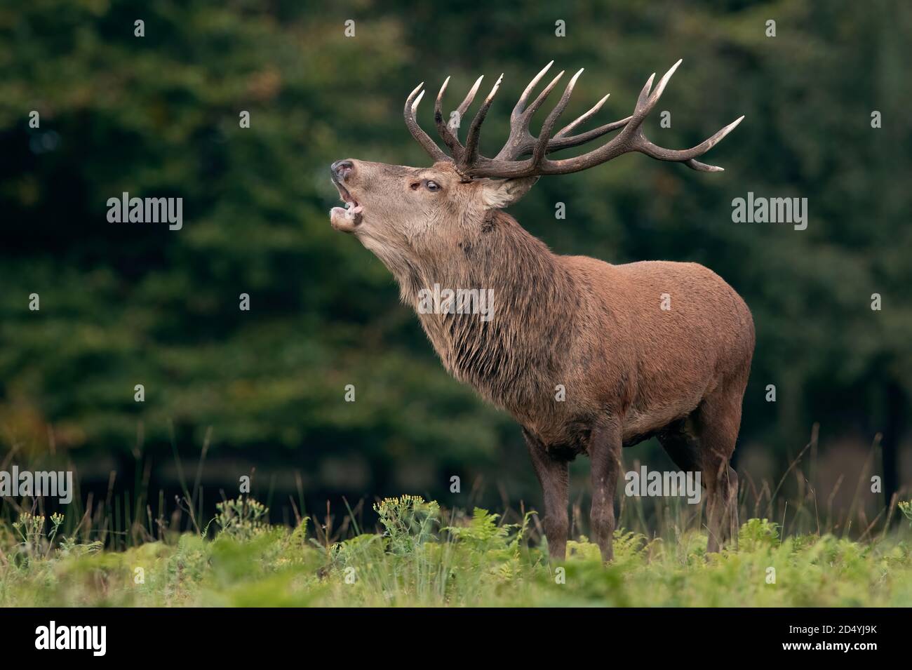 Bellowing hi-res stock photography and images - Alamy