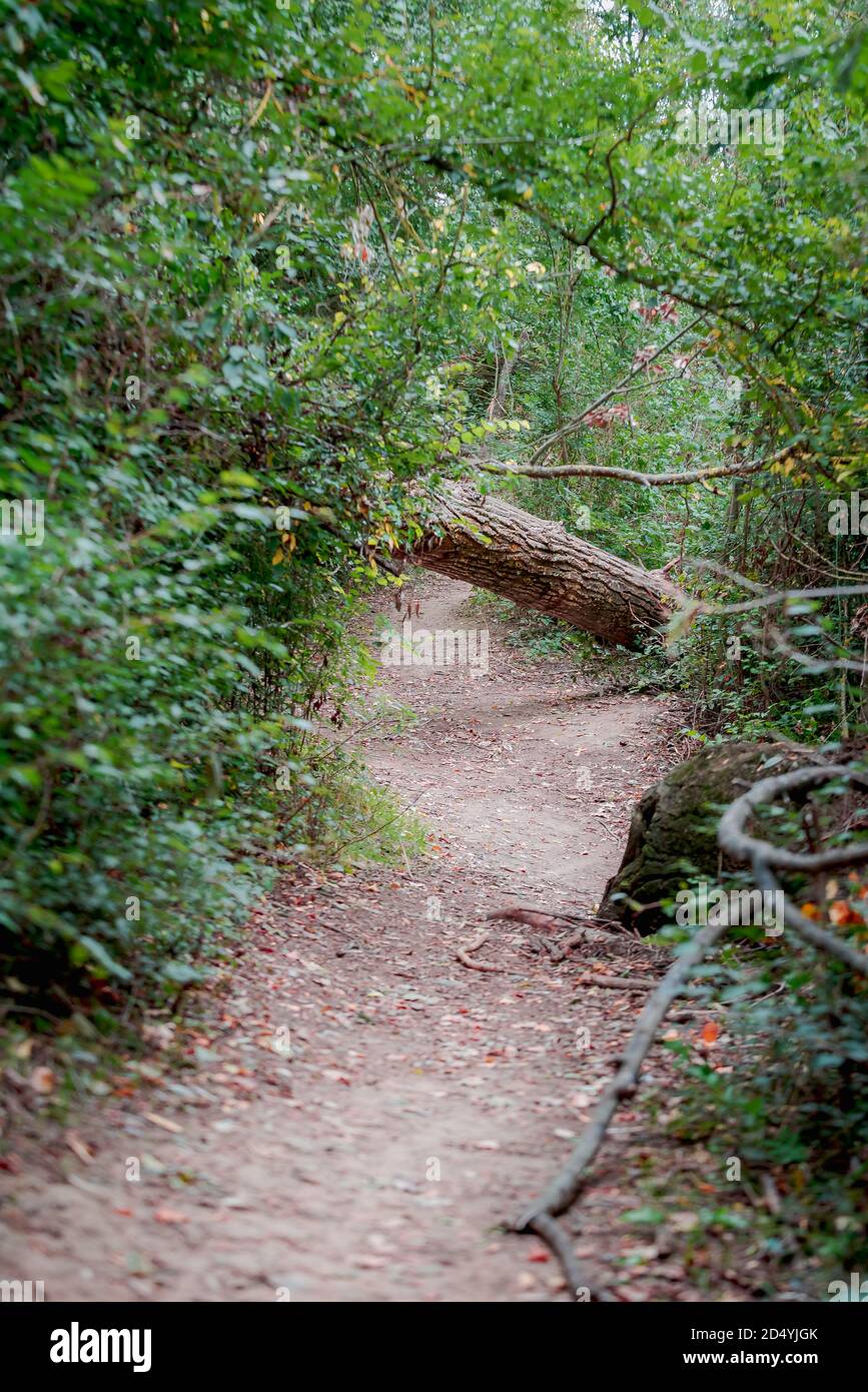 fallen and broken trees in a park blocking a path after a storm ...