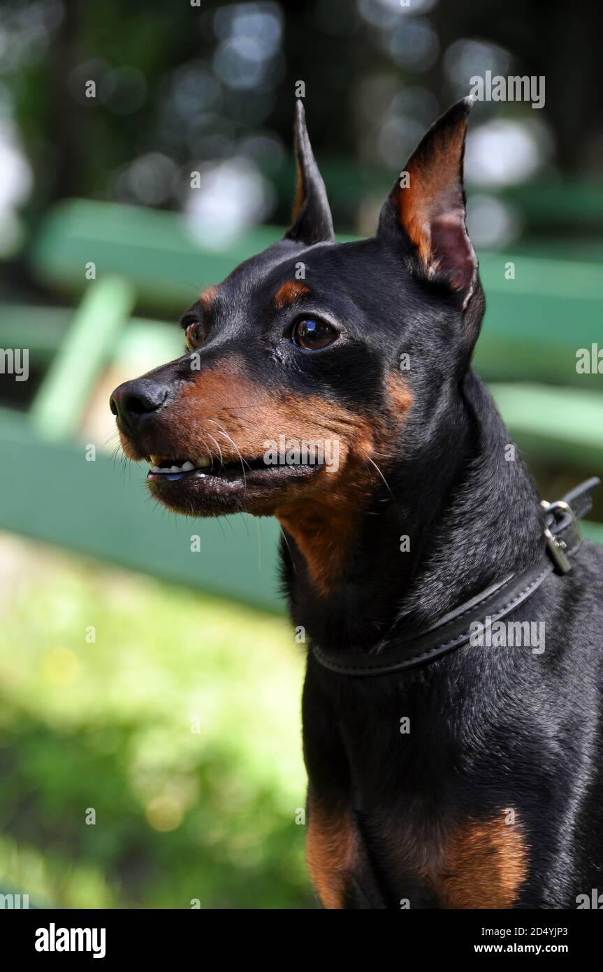 Miniature pinscher dog posing on a bench Stock Photo - Alamy