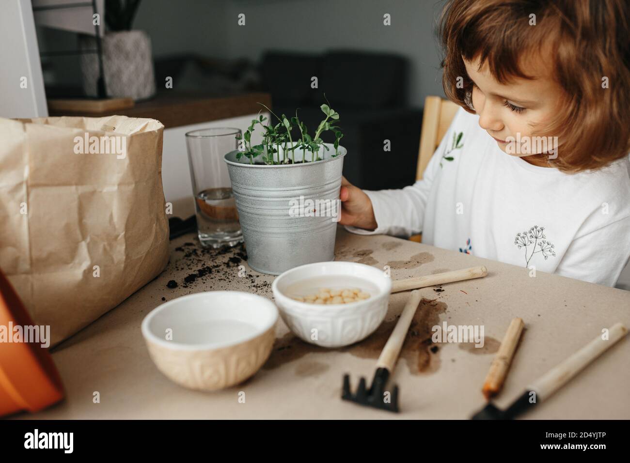 Kids science experiment - Child learning to grow peas seeds at home ...