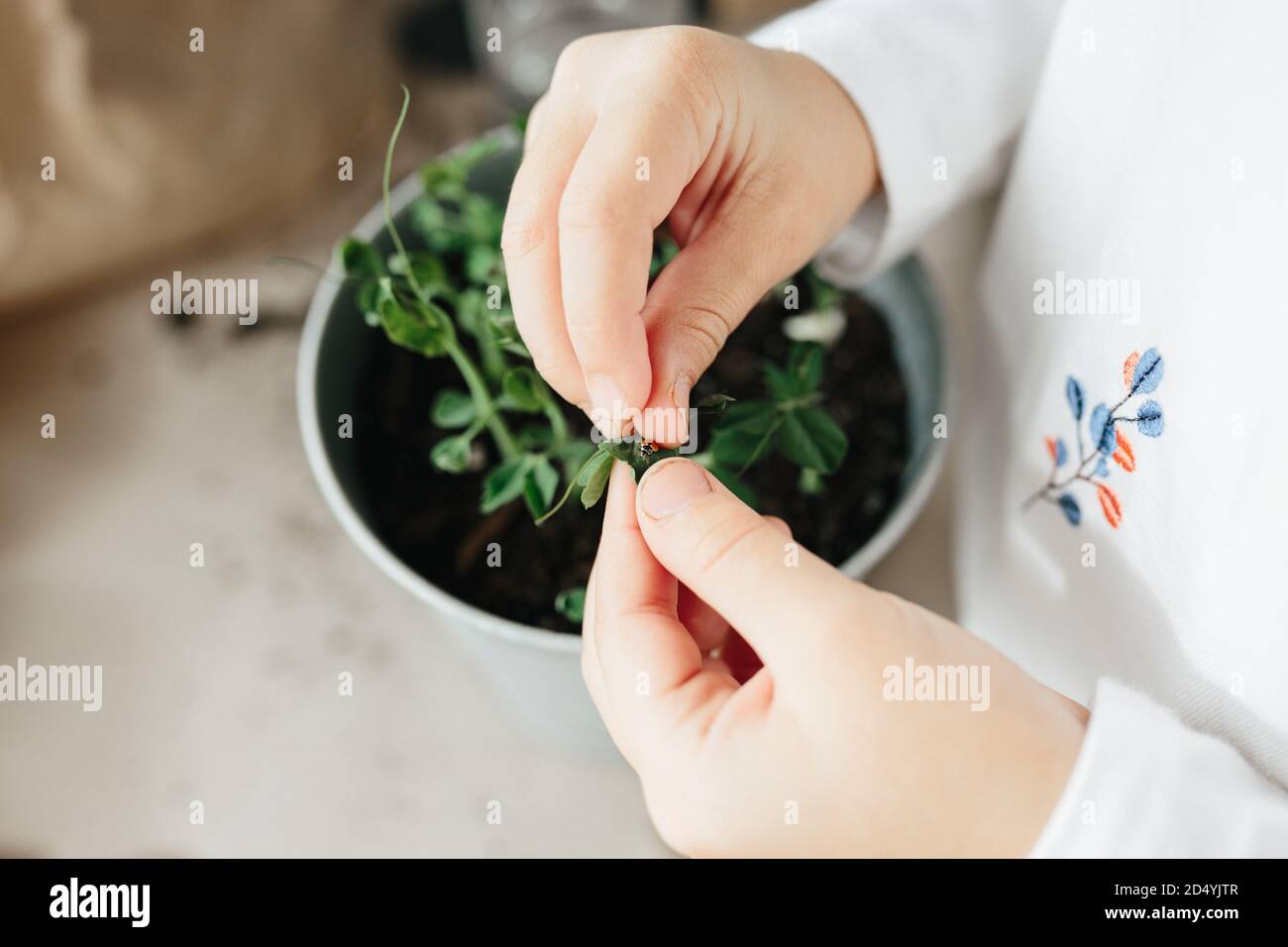 Kids science experiment - Child learning to grow peas seeds at home ...
