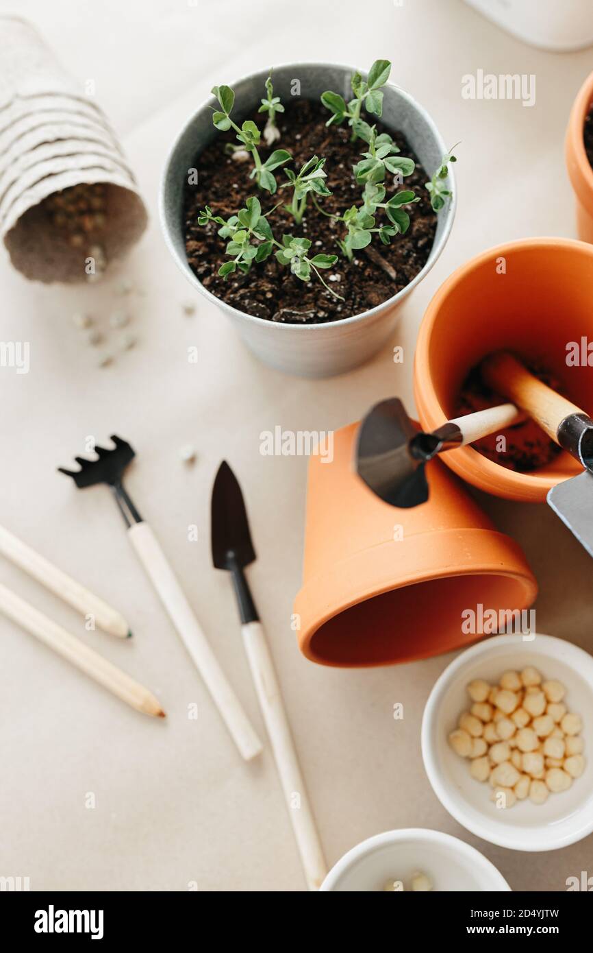 How to grow peas seeds at home. New small peas sprout in pot, two week ...