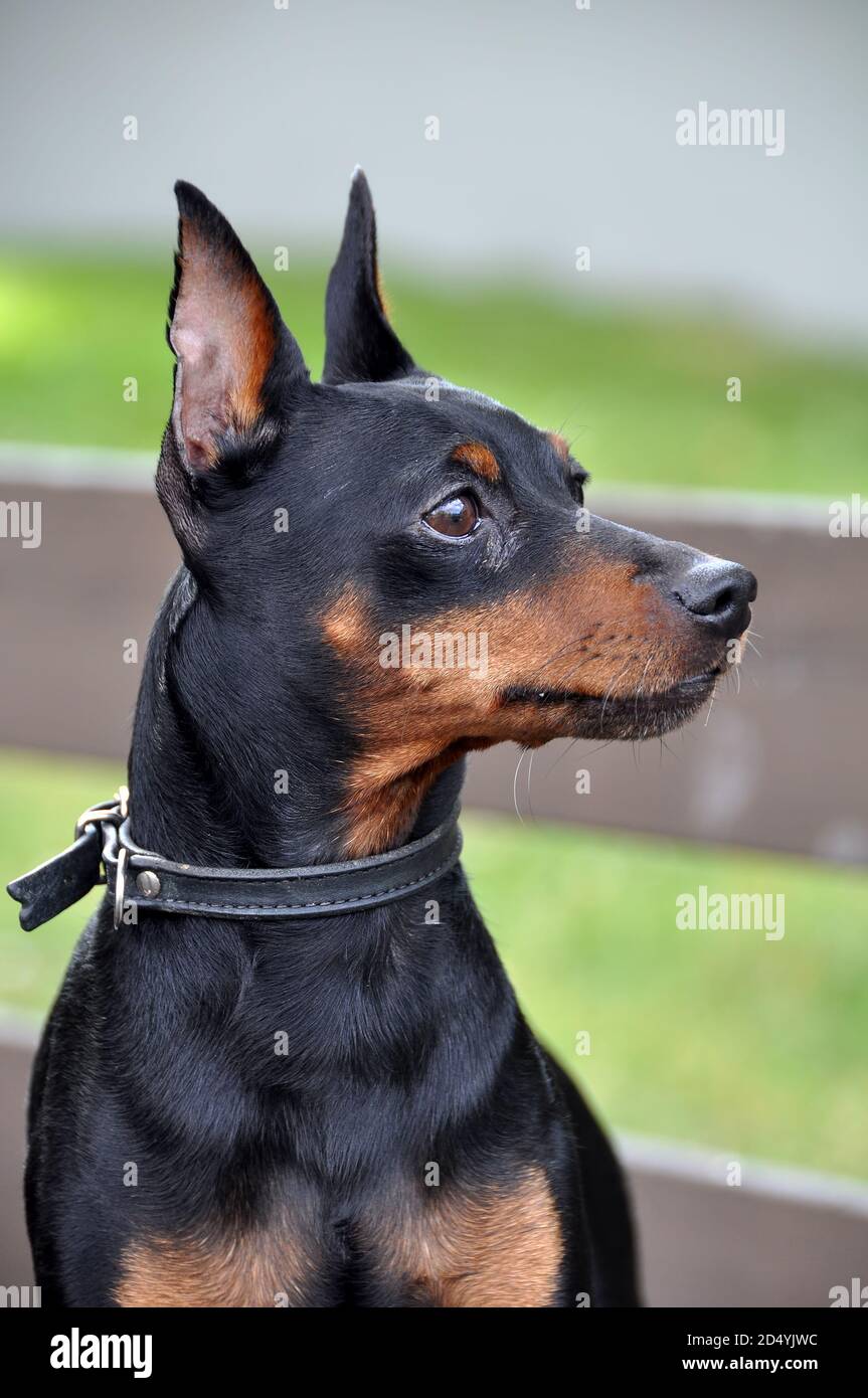 Miniature doberman pinscher hi-res stock photography and images - Alamy