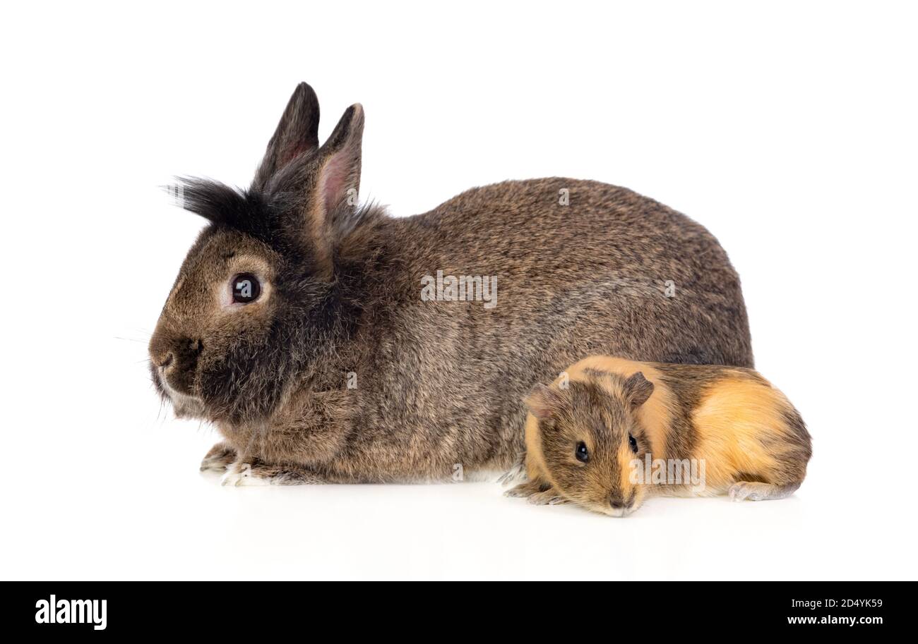 Brown rabbit and a Guinea pig isolated on a white background Stock ...