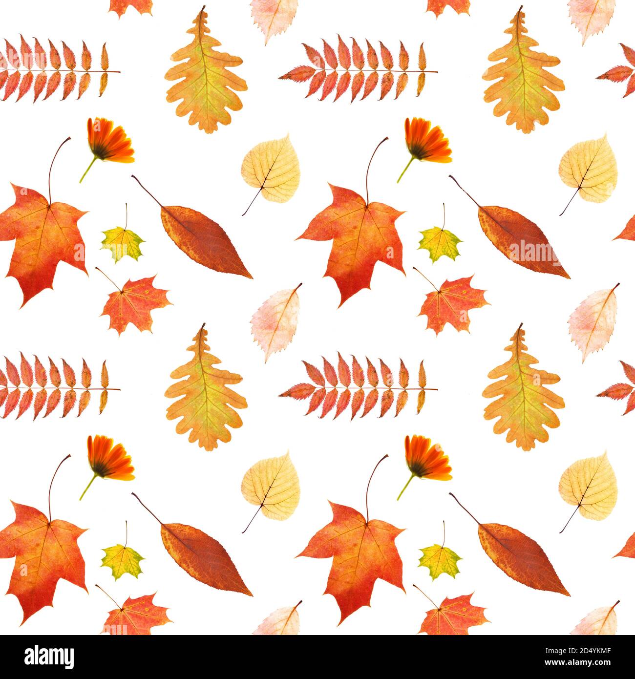 seamless pattern of autumn leaves isolated on white background Stock ...