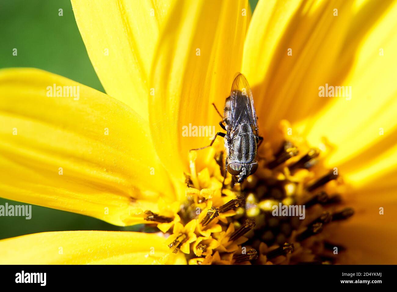 Macro shot of a fly on a yellow flower Stock Photo - Alamy