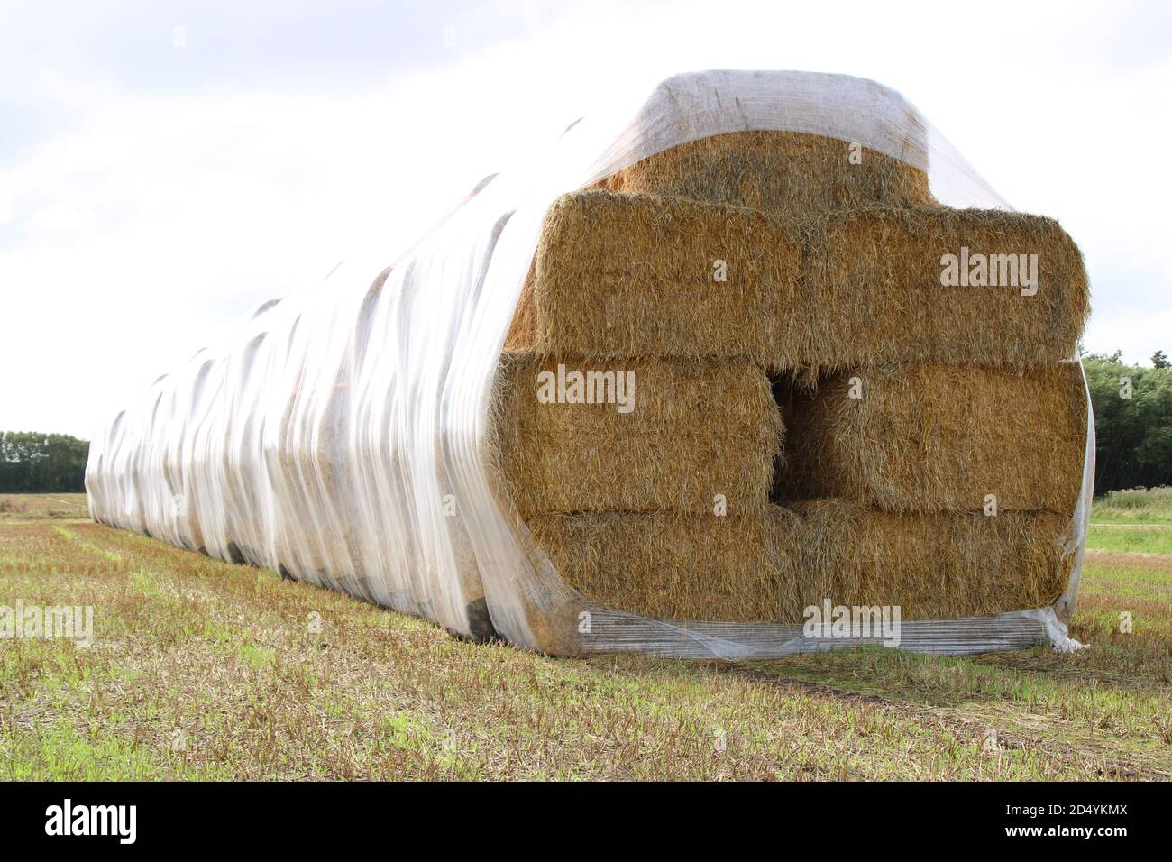 Large pile of hay bales wrapped with a plastic sheet on the ground ...