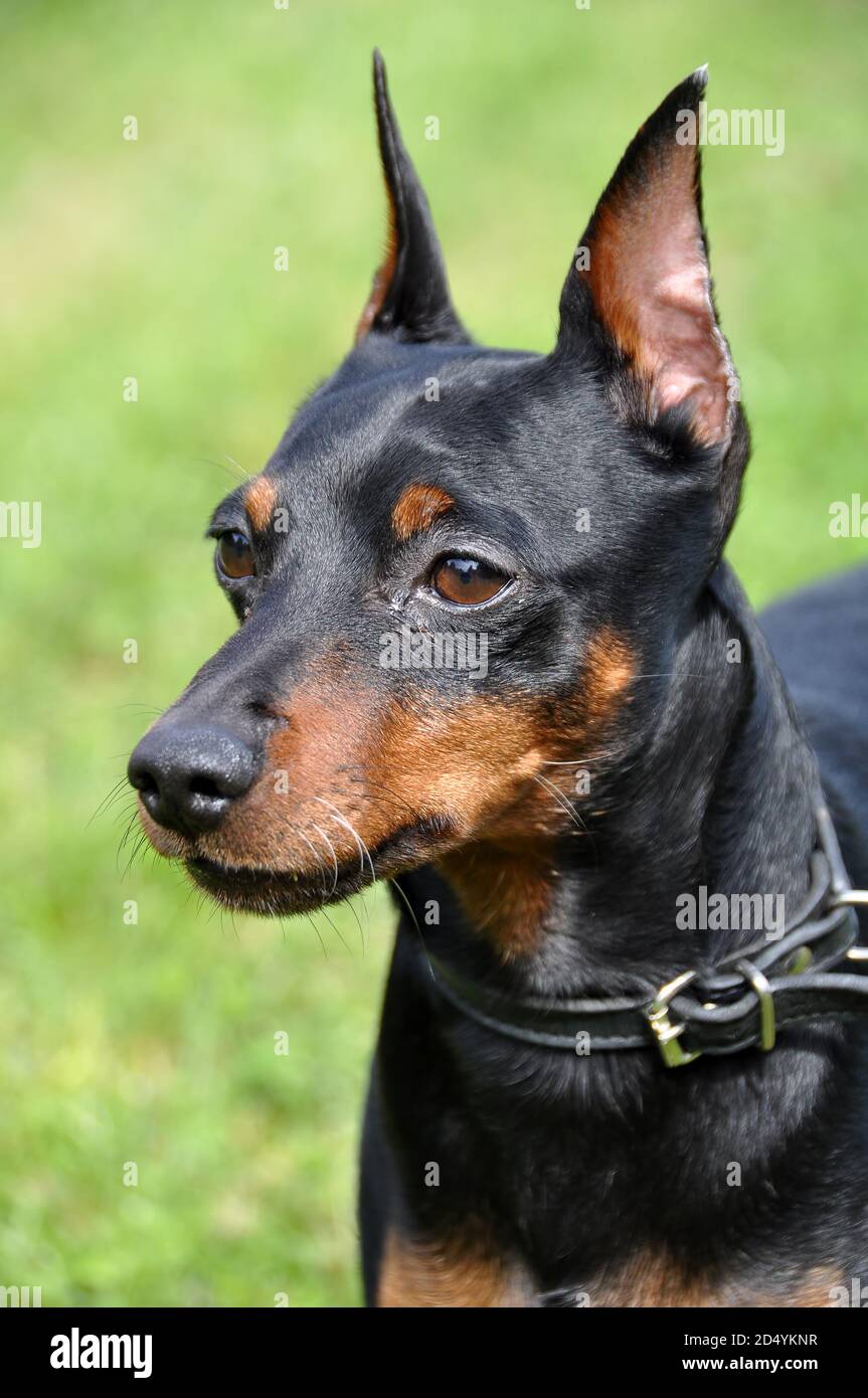 Black and brown tan miniature pinscher dog closeup Stock Photo - Alamy