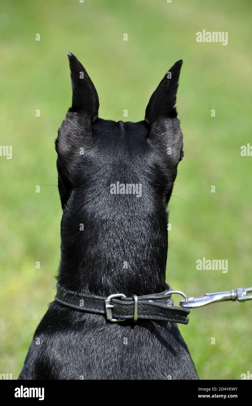Tan miniature pinscher dog back close up portrait Stock Photo - Alamy