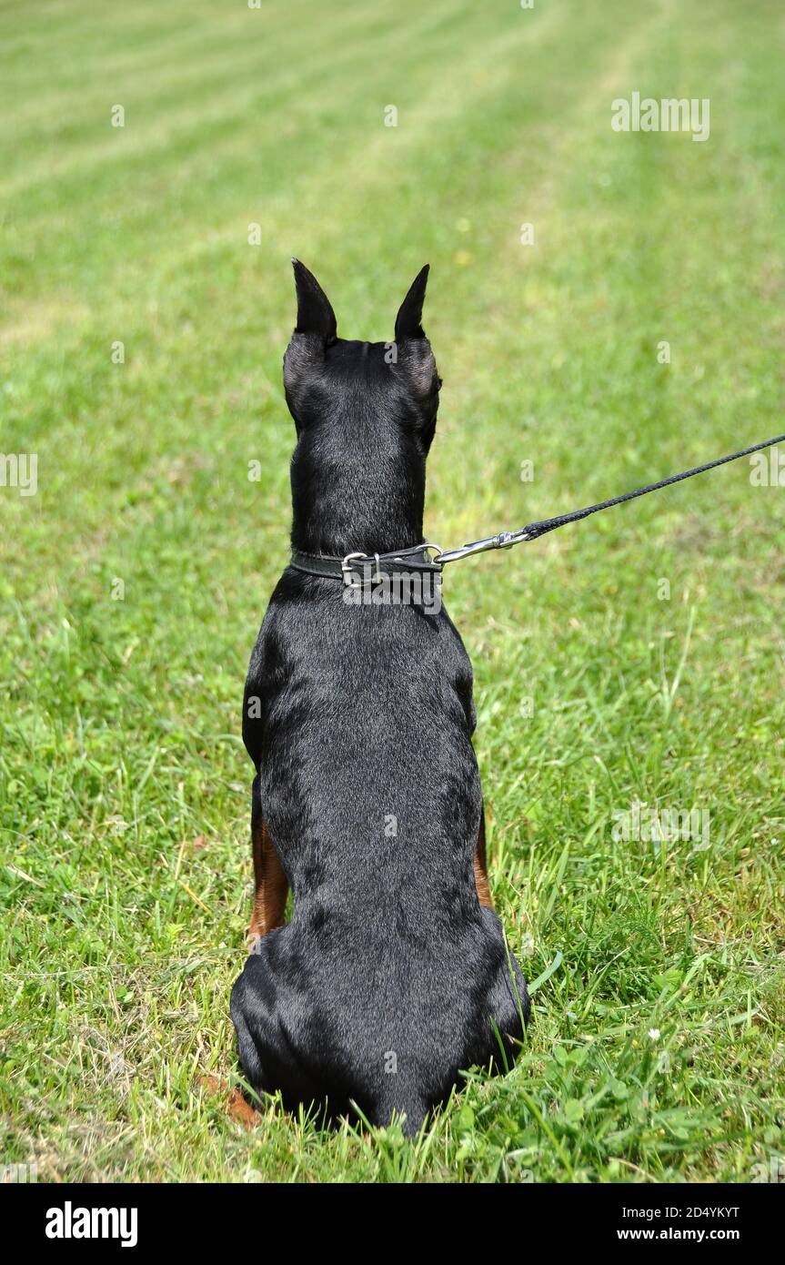 Tan miniature pinscher dog back portrait outside Stock Photo - Alamy