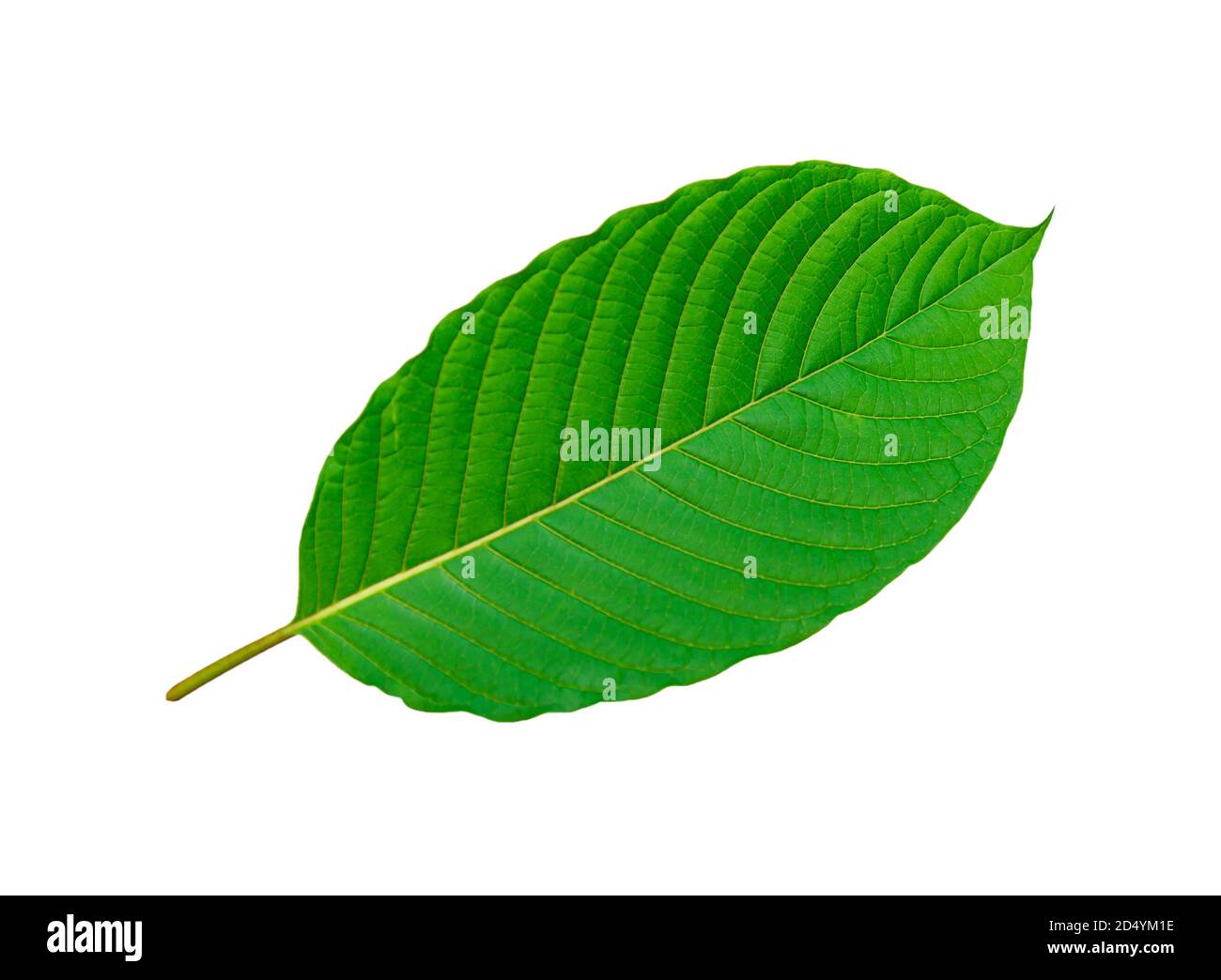 Tropical green leaf isolated on white background, Cottage leaves, Leaf ...