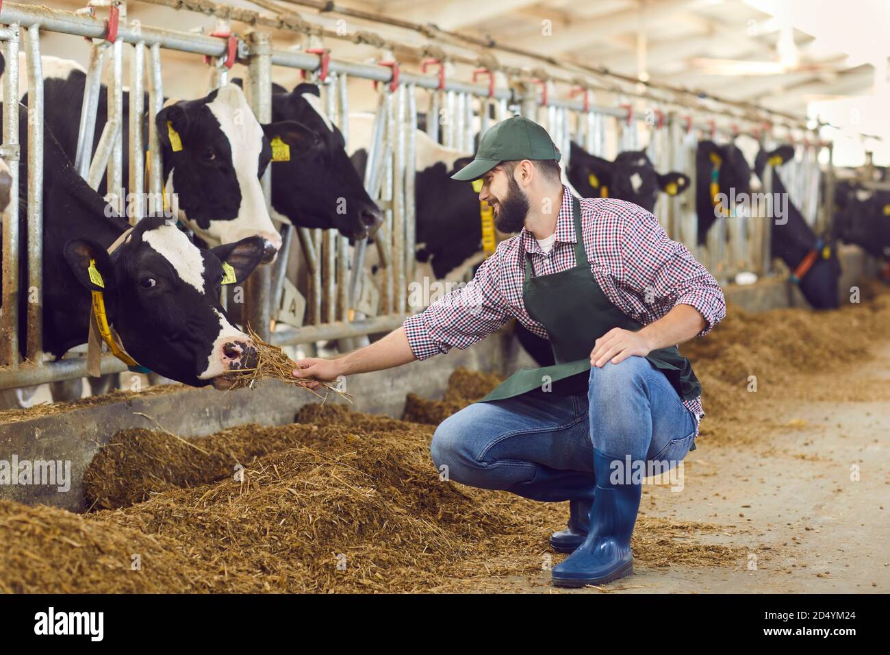 Happy, caring dairy farm worker sitting near stable in barn and feeding ...