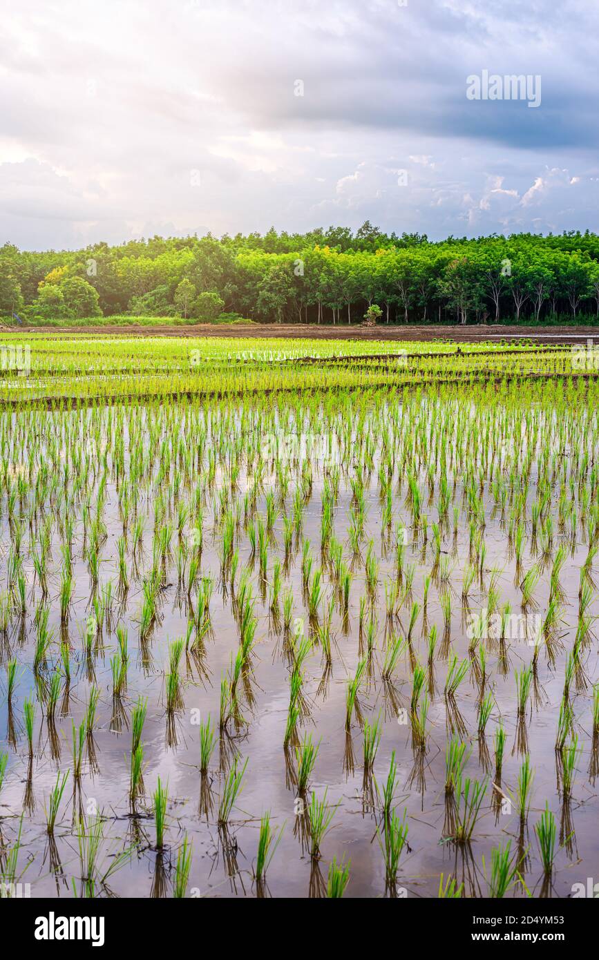 Thailand rain rice hi-res stock photography and images - Alamy