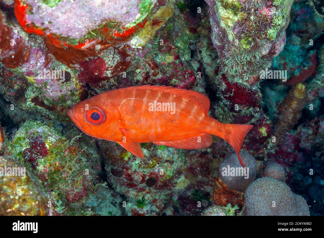 Caribbean coral reef,Priacanthidae, the bigeyes Stock Photo - Alamy