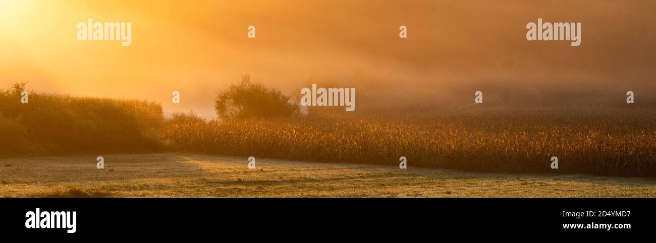 amazing panorama of golden corn fields in autumn sunrise Stock Photo ...