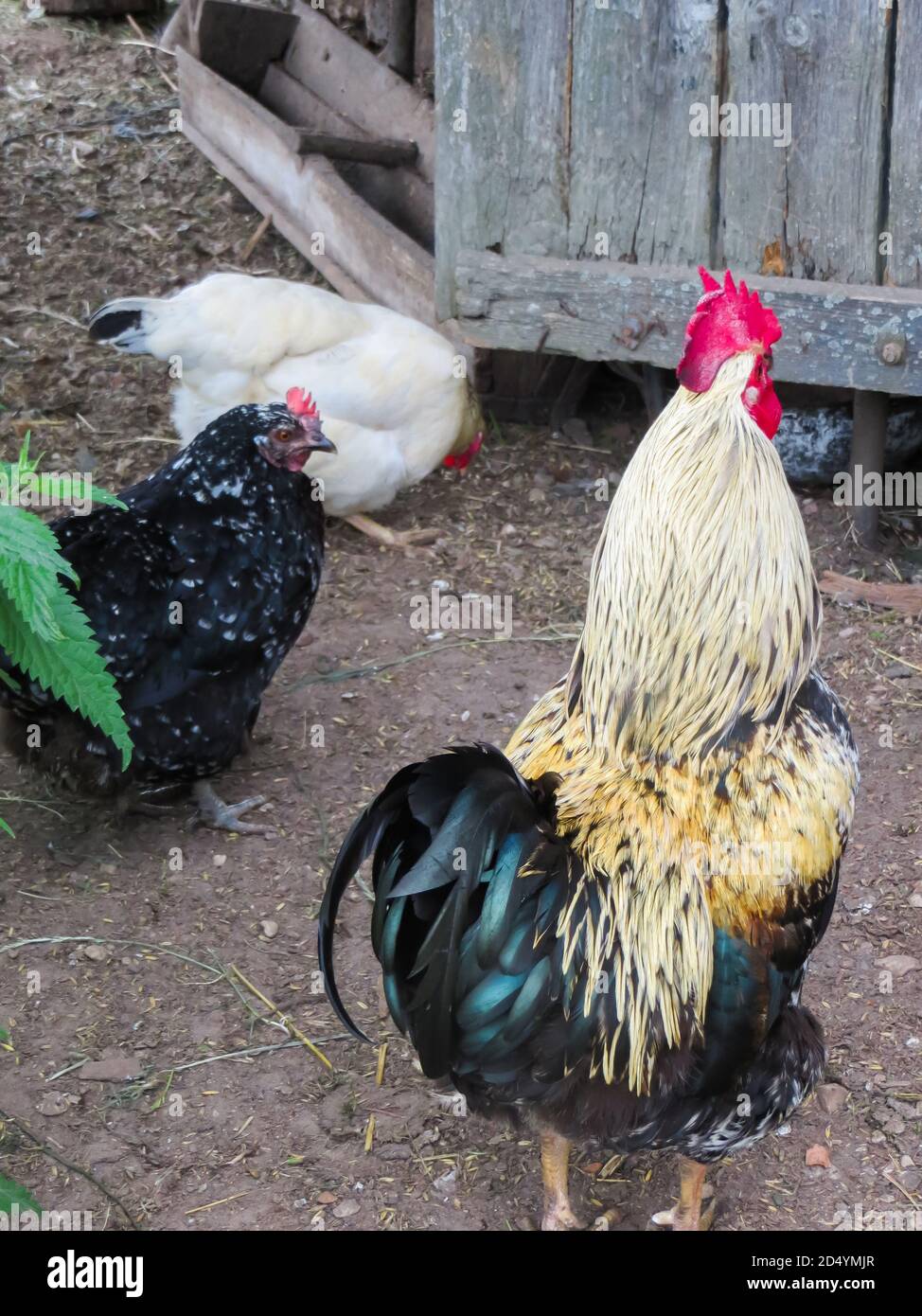 Beautiful rooster with colorful feathers on the farm Stock Photo - Alamy