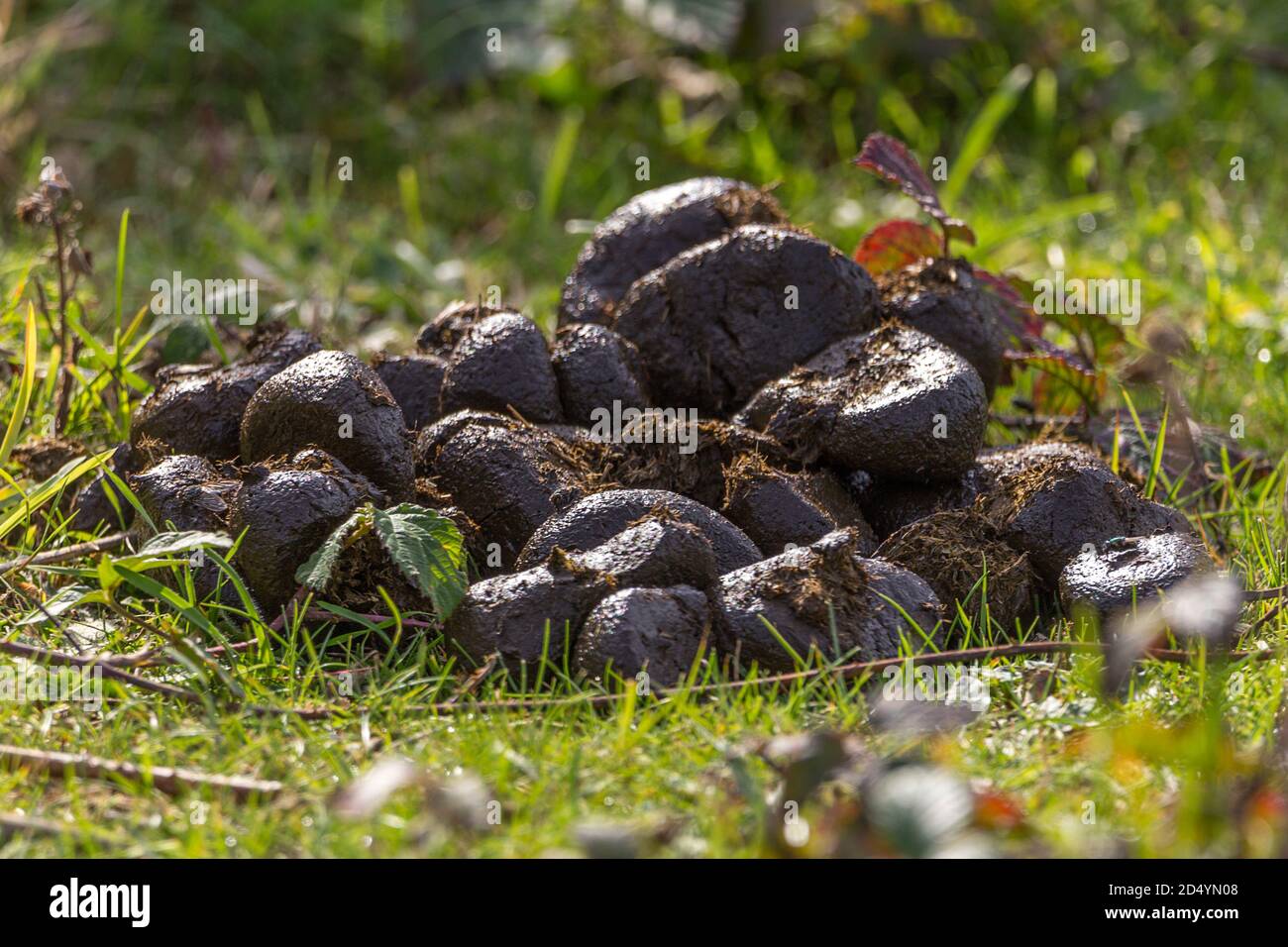 Pony poo droppings at Cissbury ring south downs national park by ...