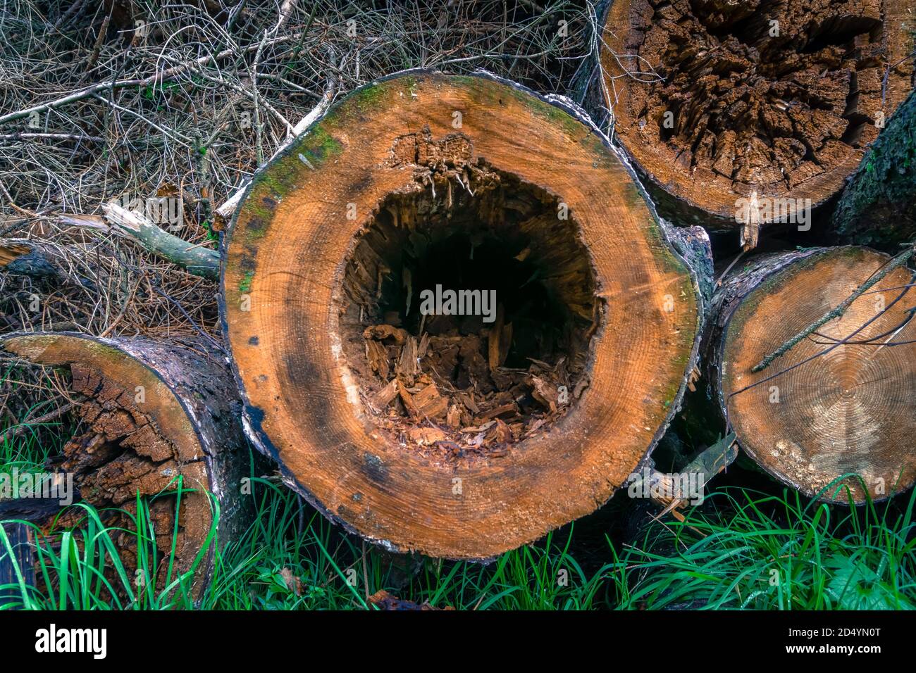 Hollow tree stump and pile of firewood in Bavaria Germany Stock Photo ...