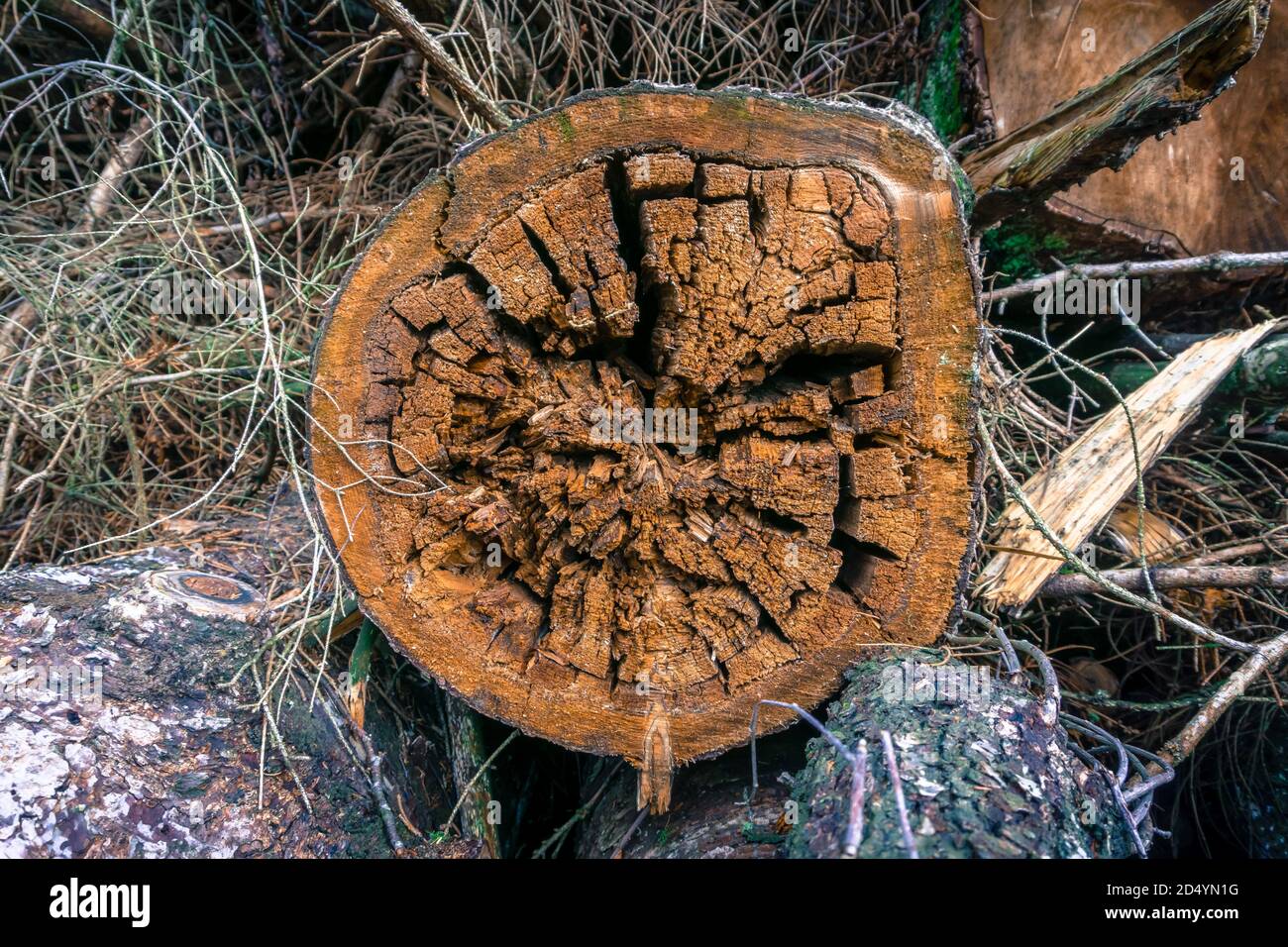 Hollow tree stump and pile of firewood in Bavaria Germany Stock Photo ...