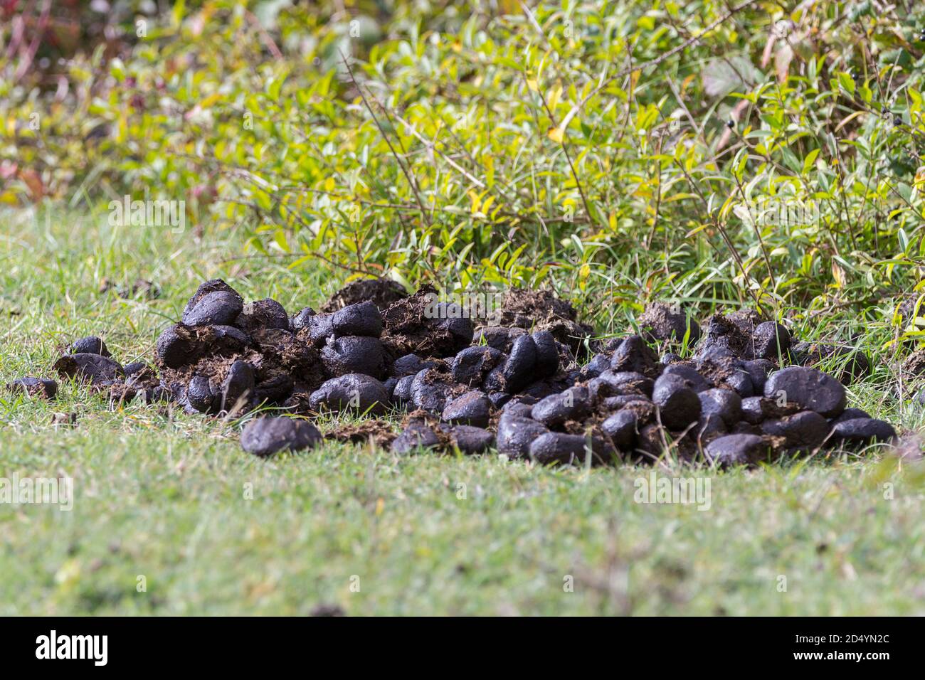 Pony poo droppings at Cissbury ring south downs national park by ...