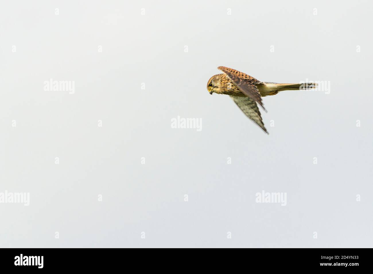 Side view kestral hovering hi-res stock photography and images - Alamy