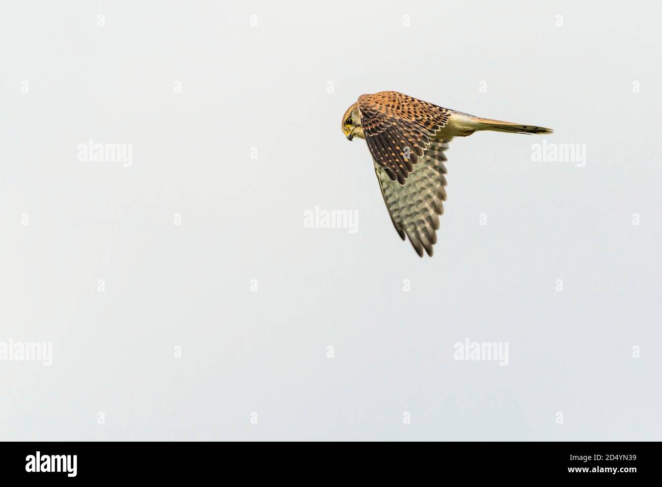 Side view kestral hovering hi-res stock photography and images - Alamy