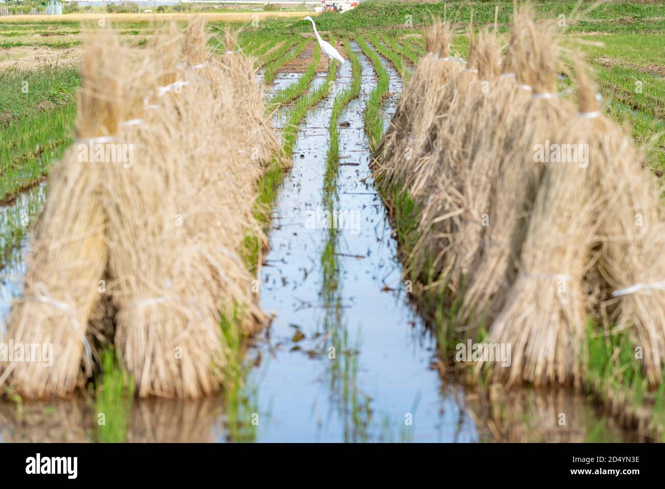 Mud loach hi-res stock photography and images - Alamy