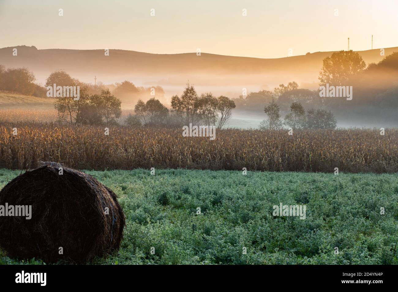amazing panorama of golden corn fields in autumn sunrise Stock Photo ...