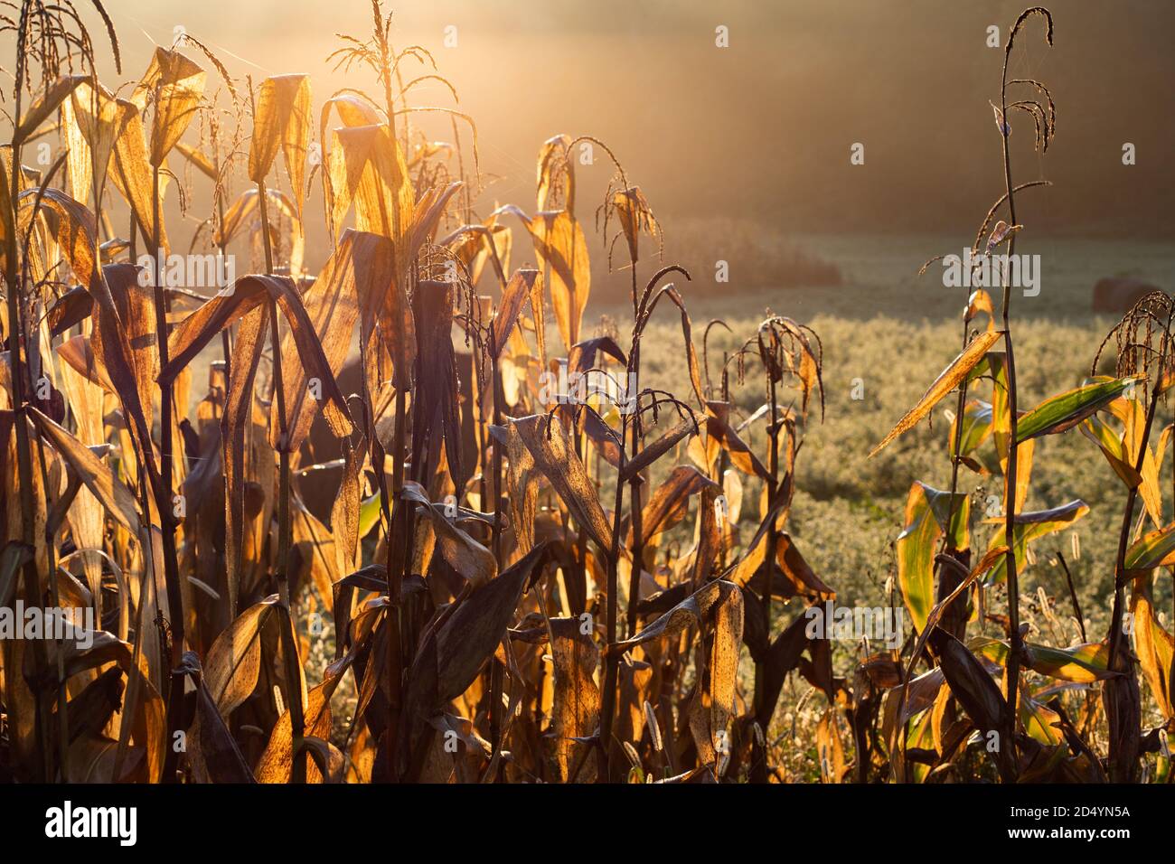 amazing panorama of golden corn fields in autumn sunrise Stock Photo ...