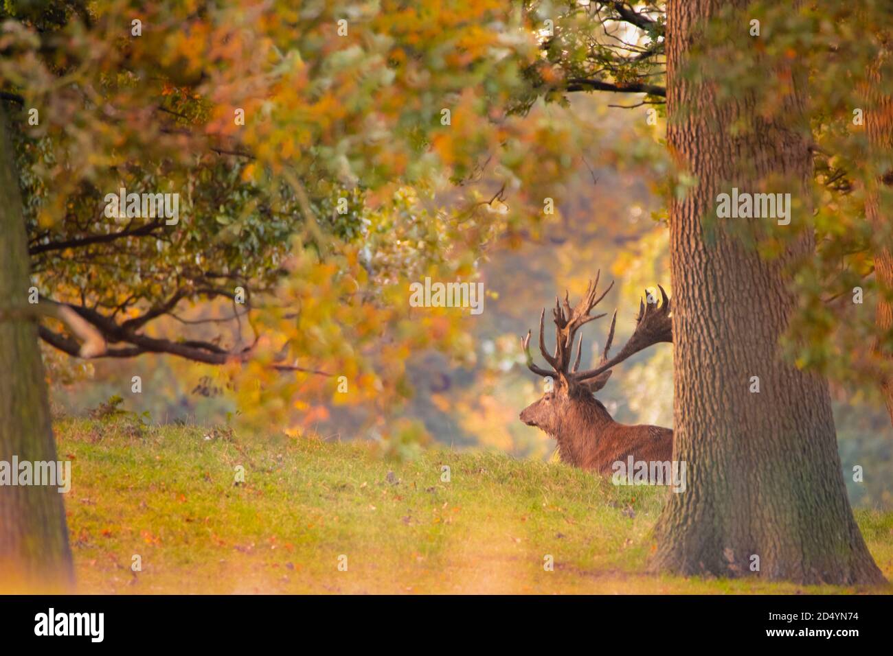Stag legs hi-res stock photography and images - Alamy