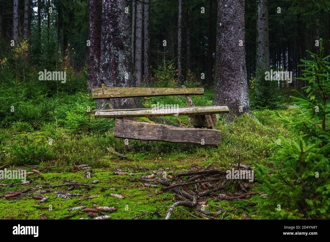 Forest path with wooden bench hi-res stock photography and images - Alamy