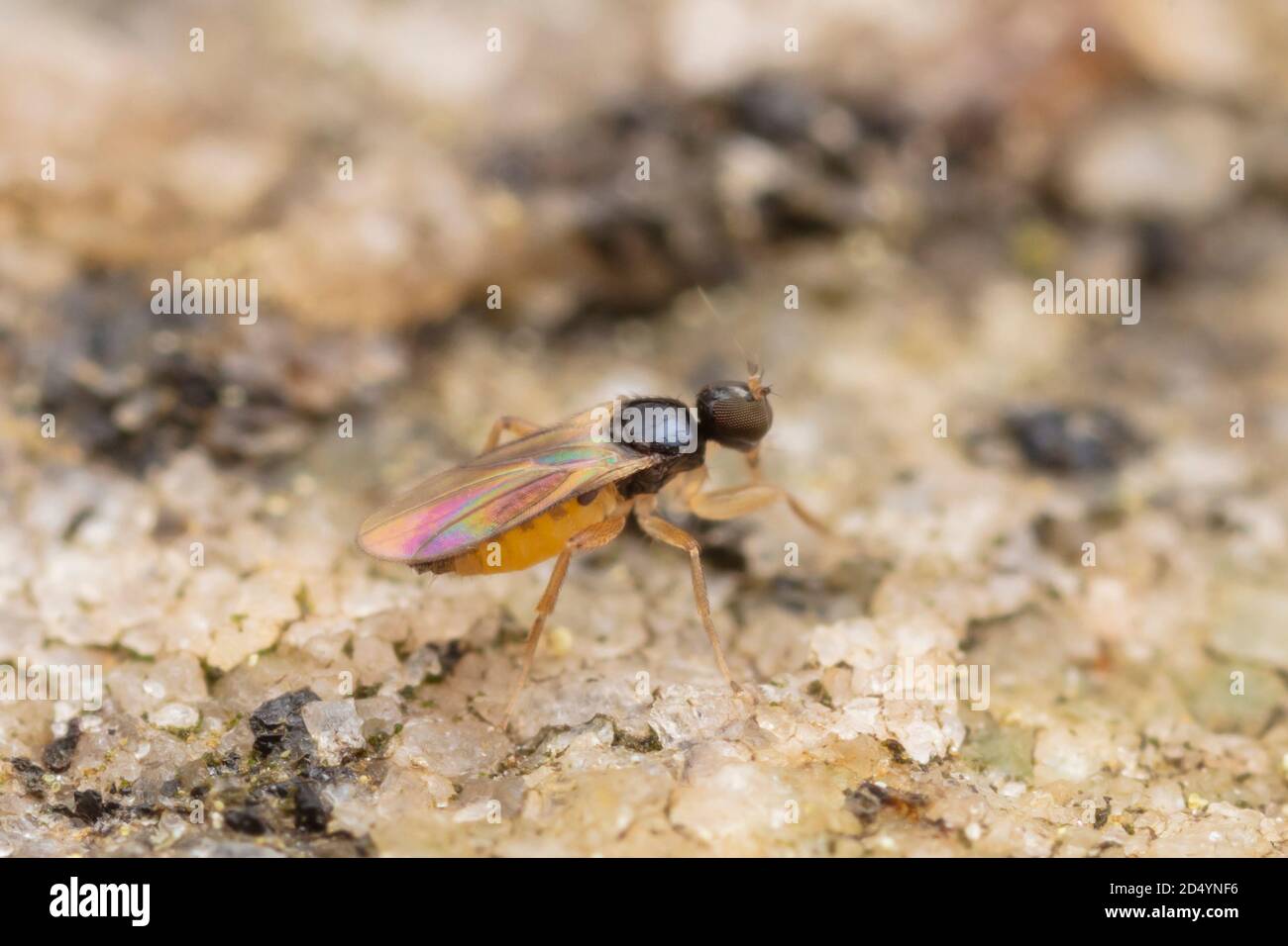 Dance fly insect hi-res stock photography and images - Alamy