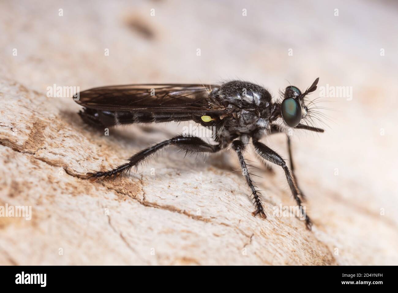 Female Bee-like Robber Fly (Laphria sp.) of the Laphris canis species ...