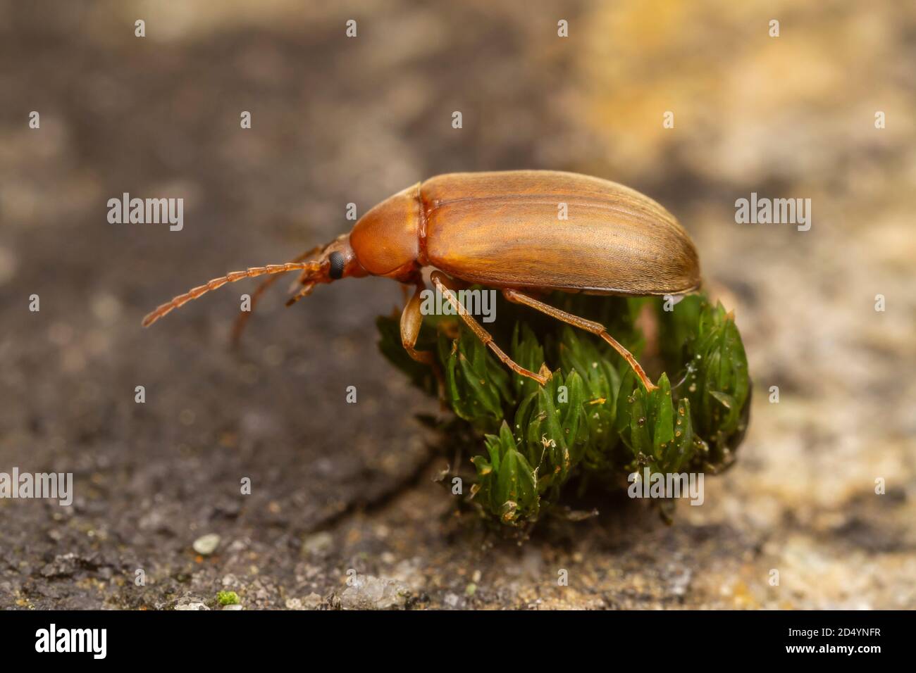 Comb-clawed Darking Beetle (Isomira sericea Stock Photo - Alamy