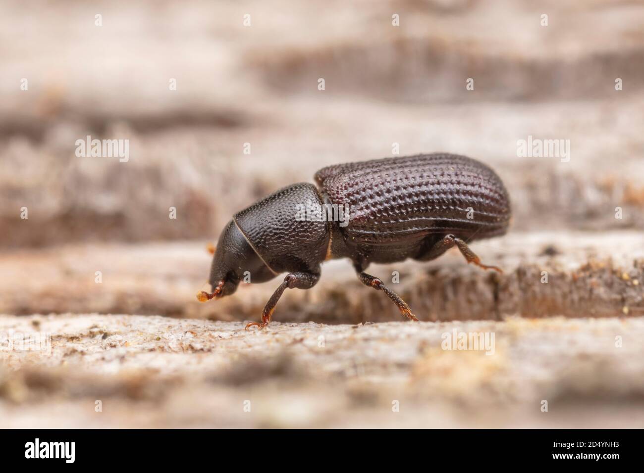 Snout beetle hi-res stock photography and images - Alamy