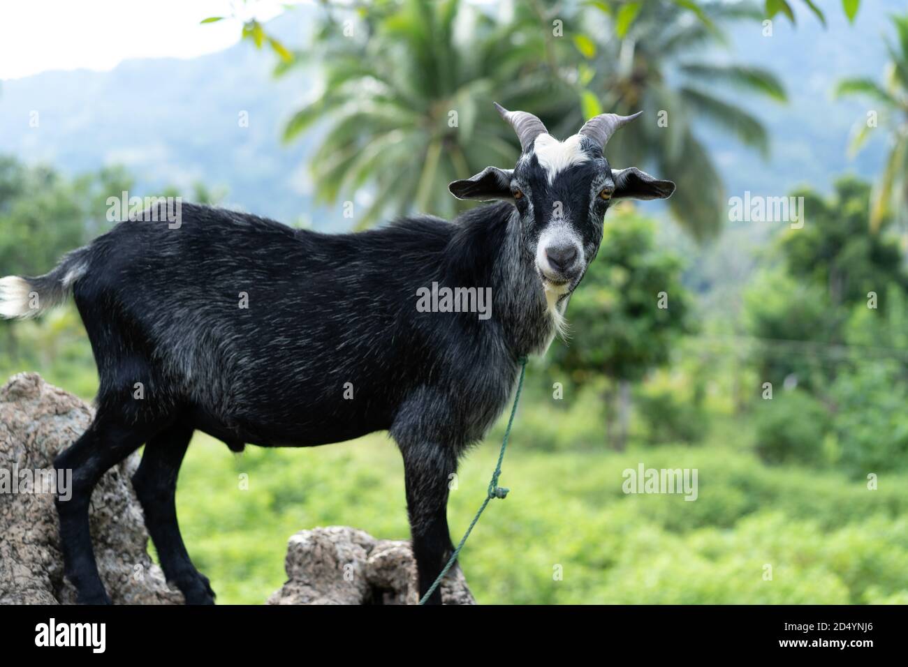A black goat standing and looking towards the camera, Cebu, Philippines ...