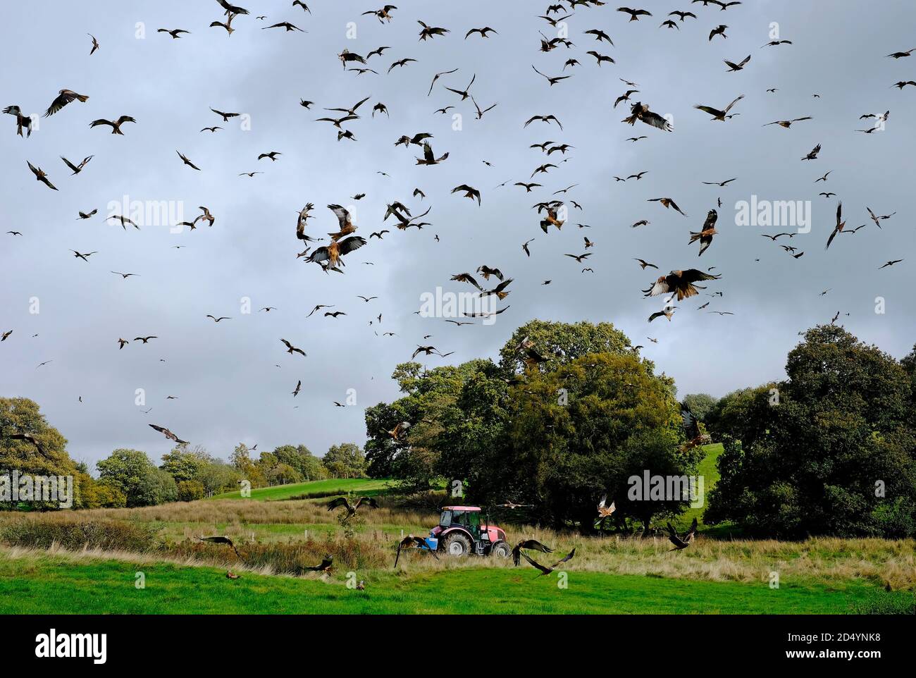 Gigrin farm red kite feeding centre hi-res stock photography and images ...