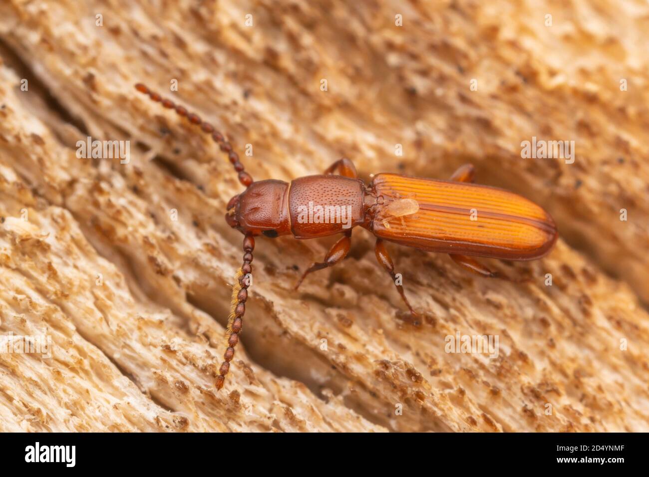 A Parasitic Flat Bark Beetle (Catogenus rufus) with a mite attached to ...