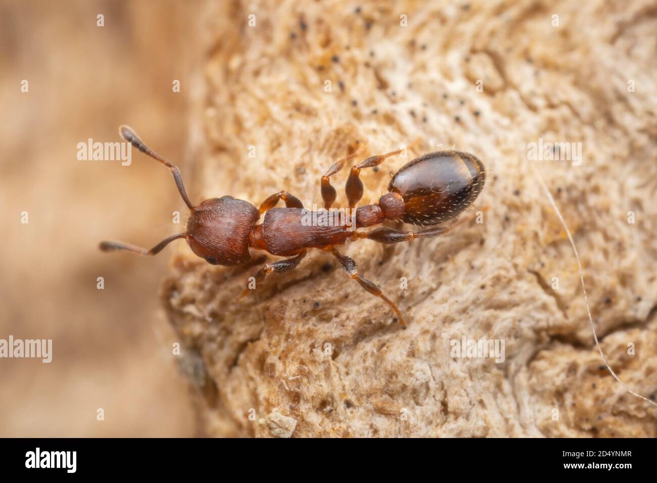 Acorn Ant (Temnothorax schaumii Stock Photo - Alamy