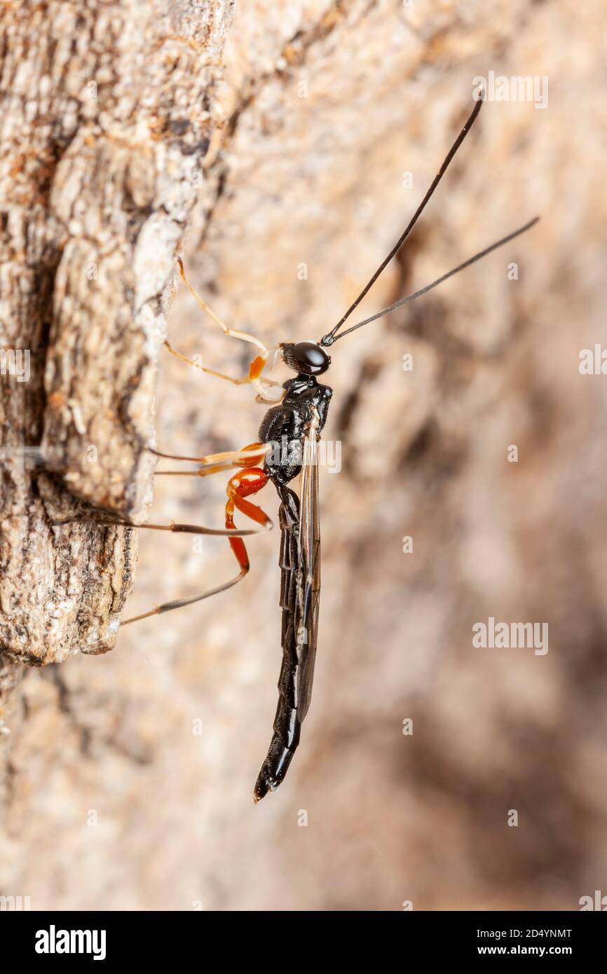 Narrow Waisted Wasp High Resolution Stock Photography and Images - Alamy