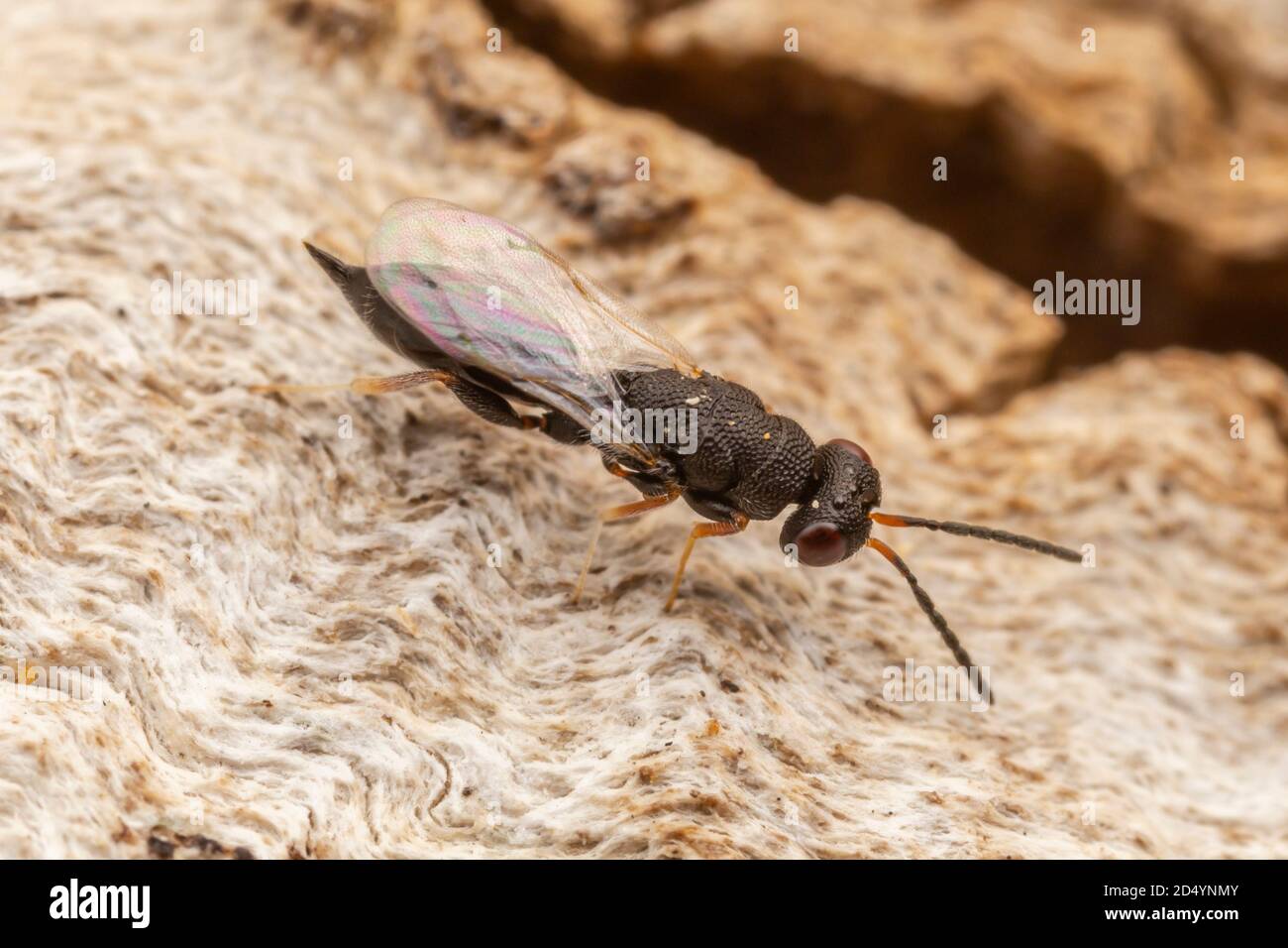 Female parasitoid wasp hi-res stock photography and images - Alamy