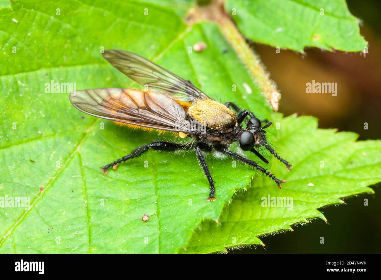 Bee-like Robber Fly (Laphria sp.) of the Laphris sericea species ...