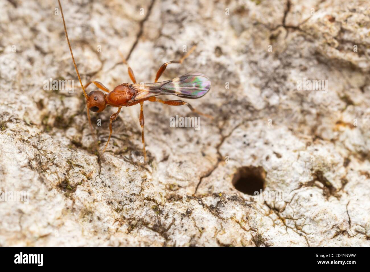 Braconid Wasp (Spathius sp Stock Photo - Alamy