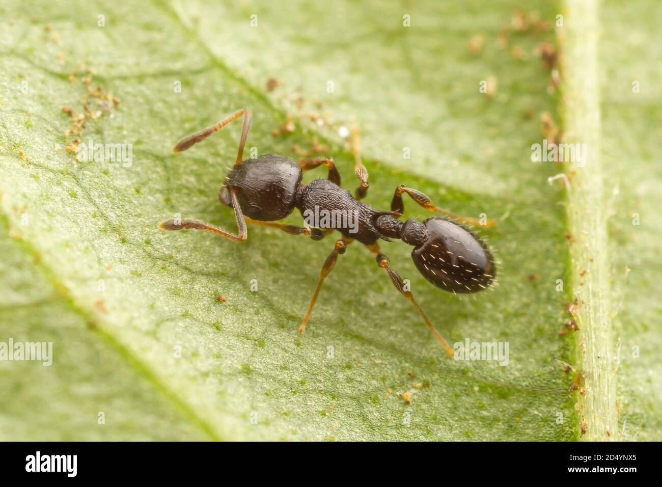 Acorn Ant (Temnothorax longispinosus Stock Photo - Alamy