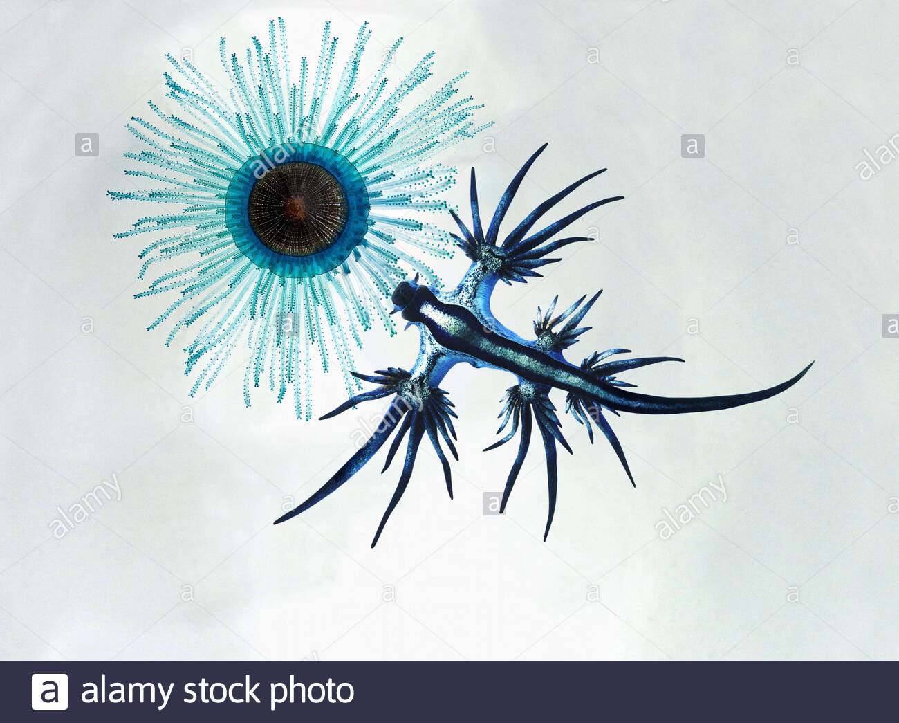 Blue Dragon Glaucus Atlanticus High Resolution Stock Photography and ...