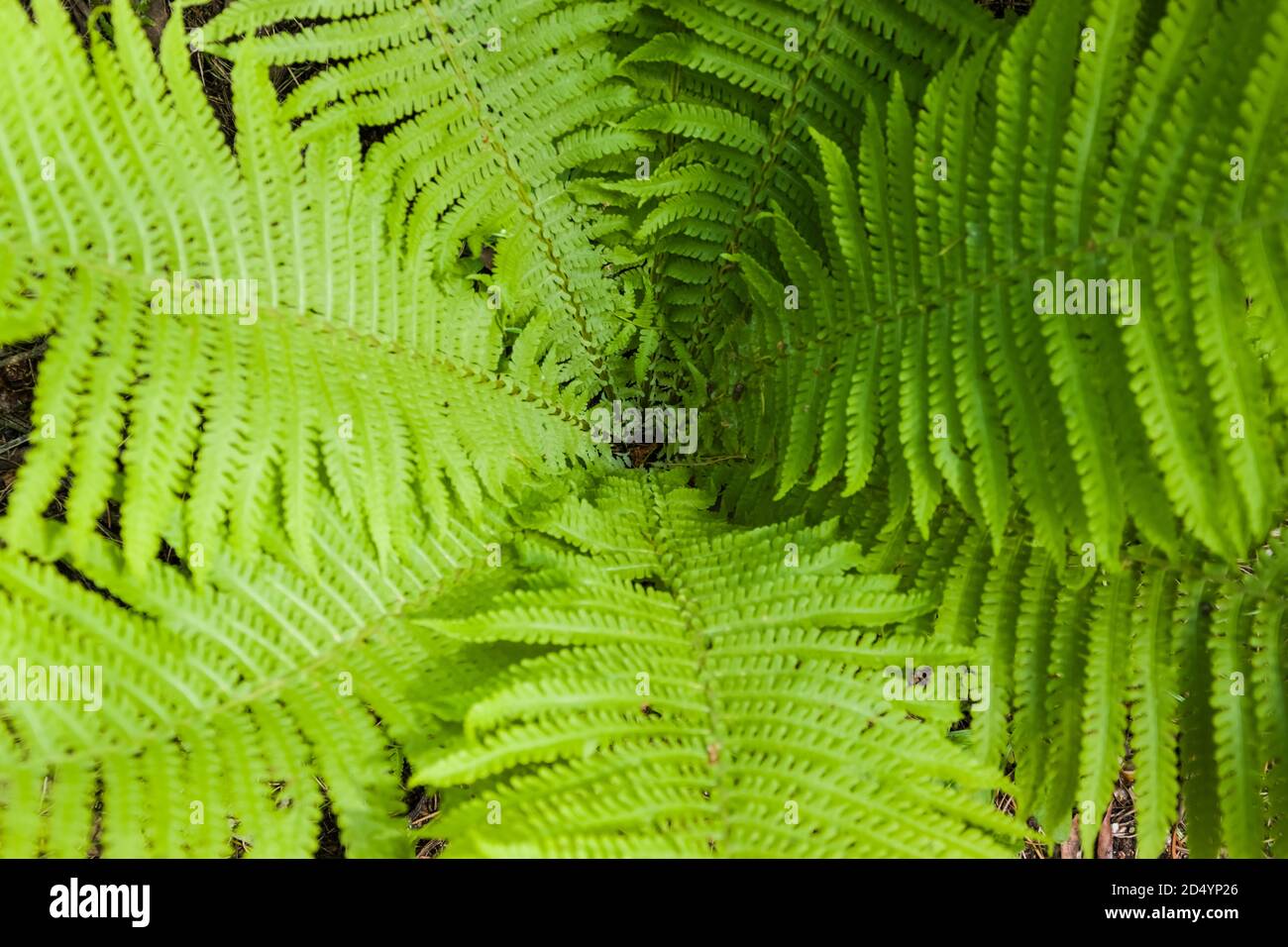 Pure colours hi-res stock photography and images - Alamy