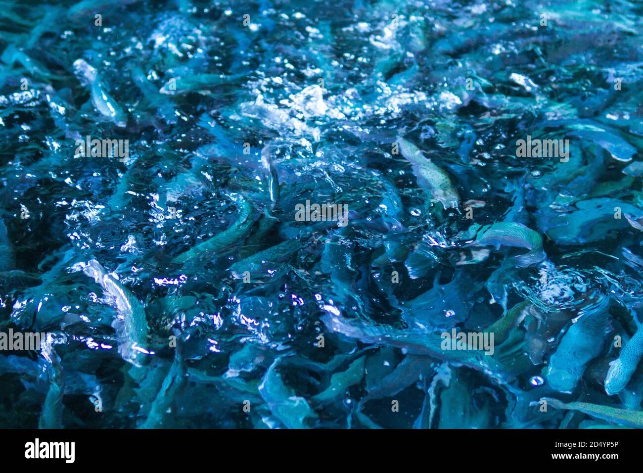 concept of fish farming. lot of trout splashing in the water while ...