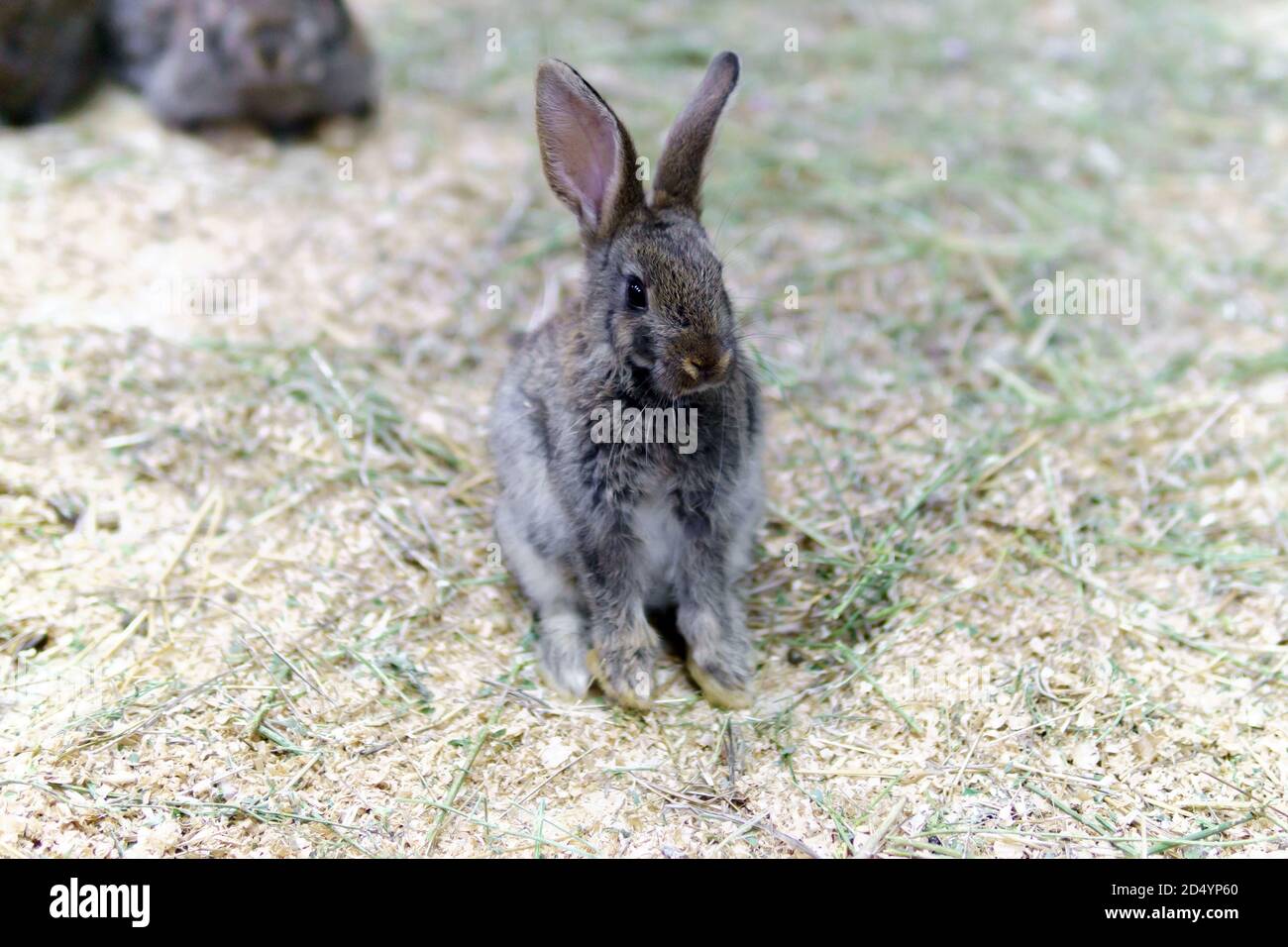 Hare farming grass group hi-res stock photography and images - Alamy