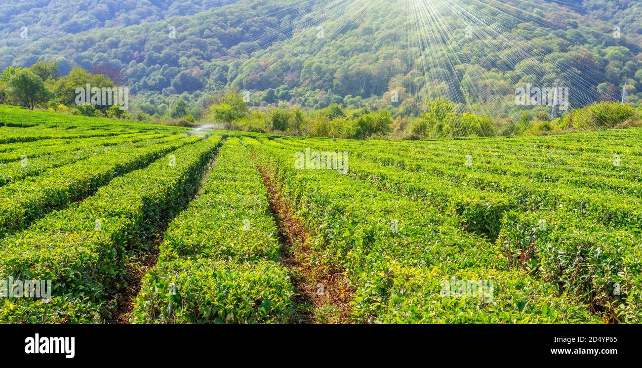 tea plantation landscape nature. tea cultivation, harvest Stock Photo ...
