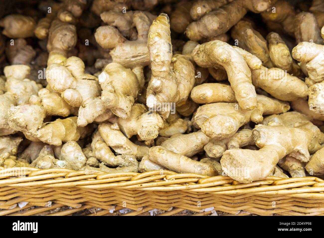 organic ginger stand out among many large background ginger in the ...